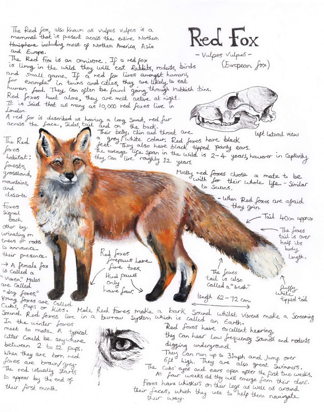 Red Fox Scientific Illustration Print A3 in Size With the Card Mount ...
