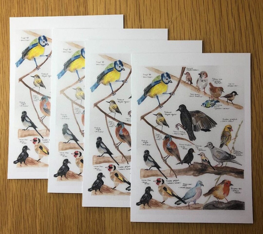A6 Postcards - Bird Identification Guide - Etsy
