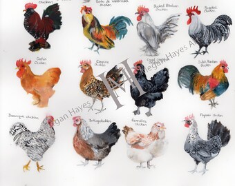 Chicken Identification - Etsy