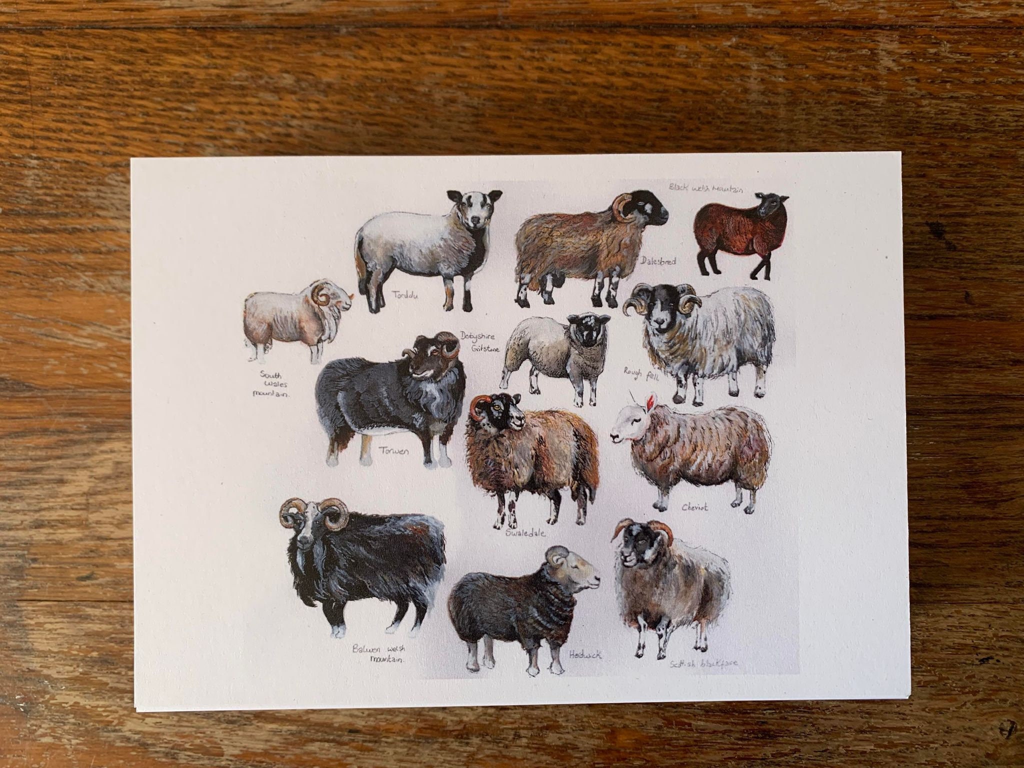 A6 Hill Sheep Identification Guide Postcard - Etsy