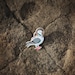 Astro Pigeon Enamel Pin - Etsy