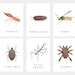 30 Insects Flash Cards, Montessori Flash Cards, Pre-school Cards ...