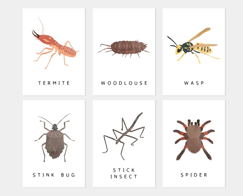 30 Insects Flash Cards Montessori Flash Cards Pre-school - Etsy