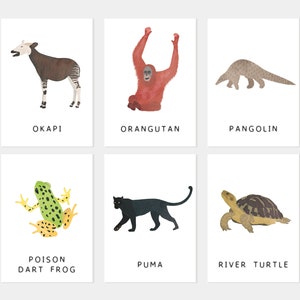 30 Rainforest Animals Flash Cards, Jungle Animals Flash Cards ...