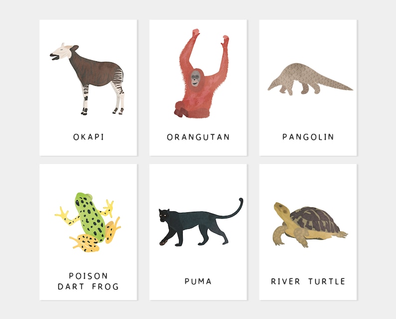 Rainforest Animals Flash Cards: Montessori Educational Printables ...