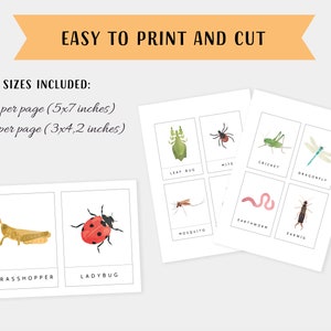30 Insects Flash Cards, Montessori Flash Cards, Pre-school Cards ...