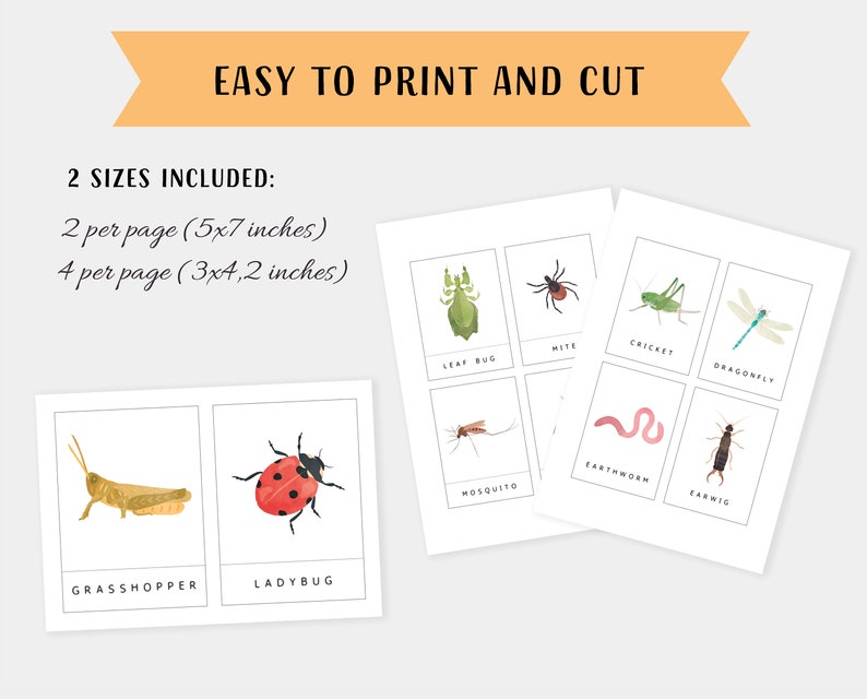 30 Insects Flash Cards Montessori Flash Cards Pre-school - Etsy
