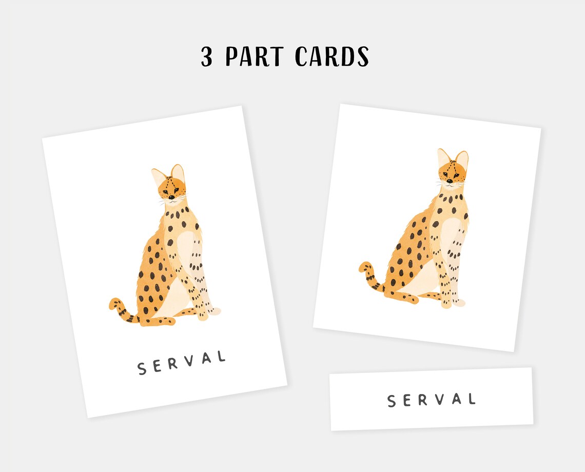 30 cartes Flash Safari Animals, matériel Montessori, cartes éducatives ...