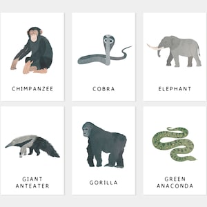 30 Rainforest Animals Flash Cards, Jungle Animals Flash Cards ...