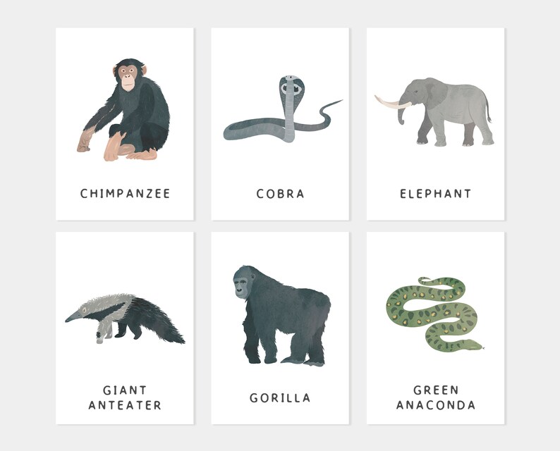 Rainforest Animals Flash Cards: Montessori Educational Printables ...