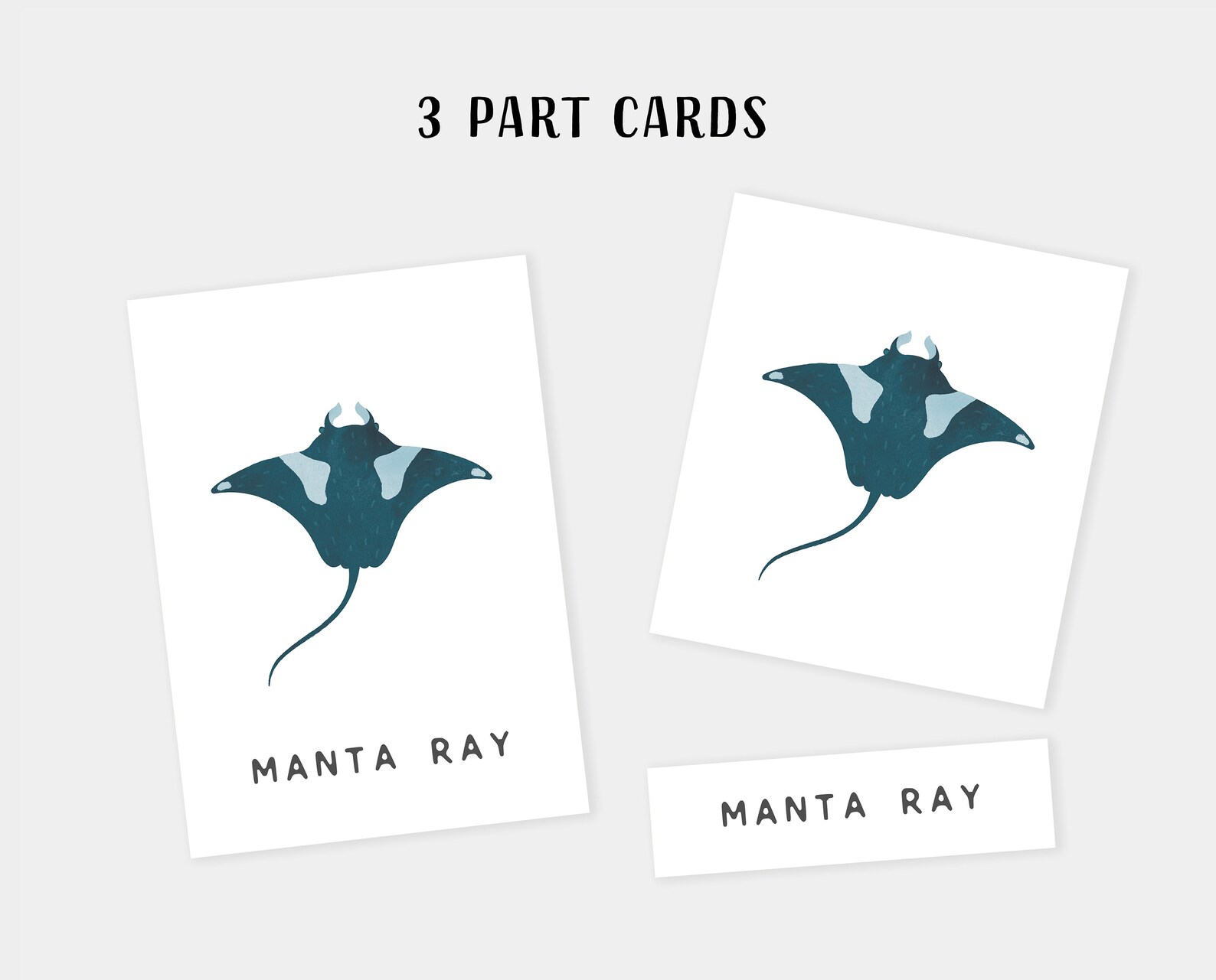 22 Ocean Animals Cards Montessori Flash Cards Pre-school - Etsy