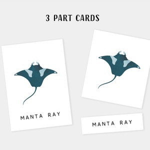 22 Ocean Animals Cards, Montessori Flash Cards, Pre-school Cards ...