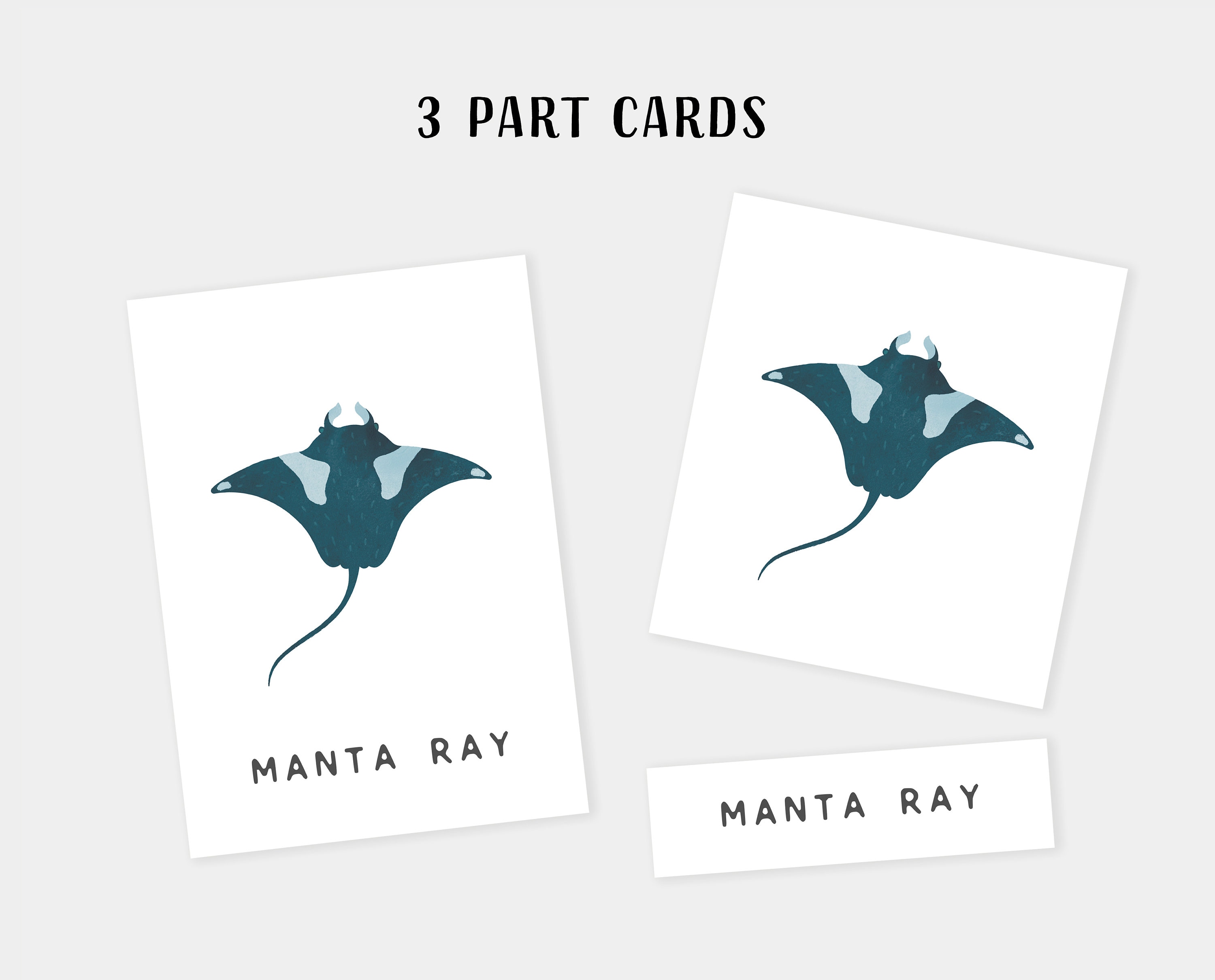 22 Ocean Animals Cards, Montessori Flash Cards, Pre-school Cards ...