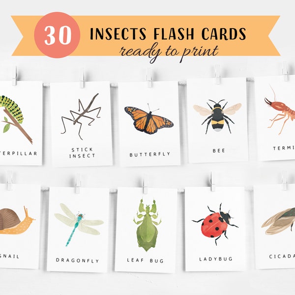Insect Flash Cards - Etsy