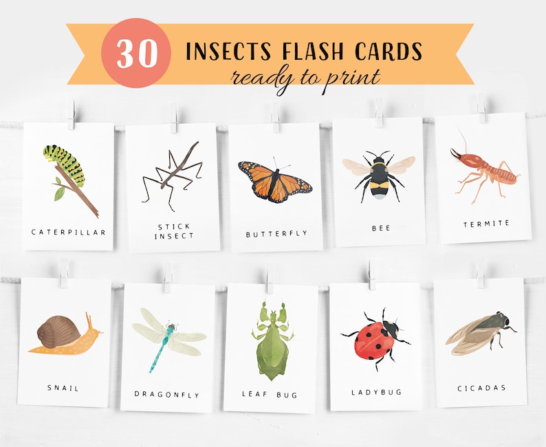 30 Insects Flash Cards Montessori Flash Cards Pre-school - Etsy