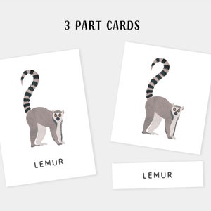 30 Rainforest Animals Flash Cards, Jungle Animals Flash Cards ...