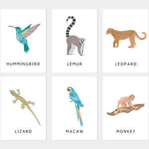 30 Rainforest Animals Flash Cards, Jungle Animals Flash Cards ...