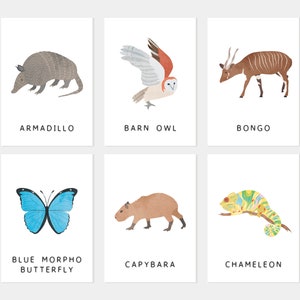 30 Rainforest Animals Flash Cards, Jungle Animals Flash Cards ...