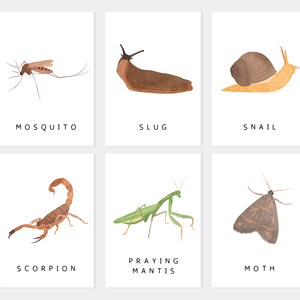 30 Insects Flash Cards, Montessori Flash Cards, Pre-school Cards ...