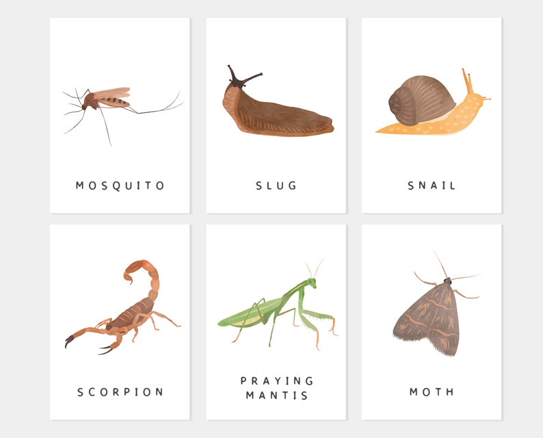 30 Insects Flash Cards Montessori Flash Cards Pre-school - Etsy