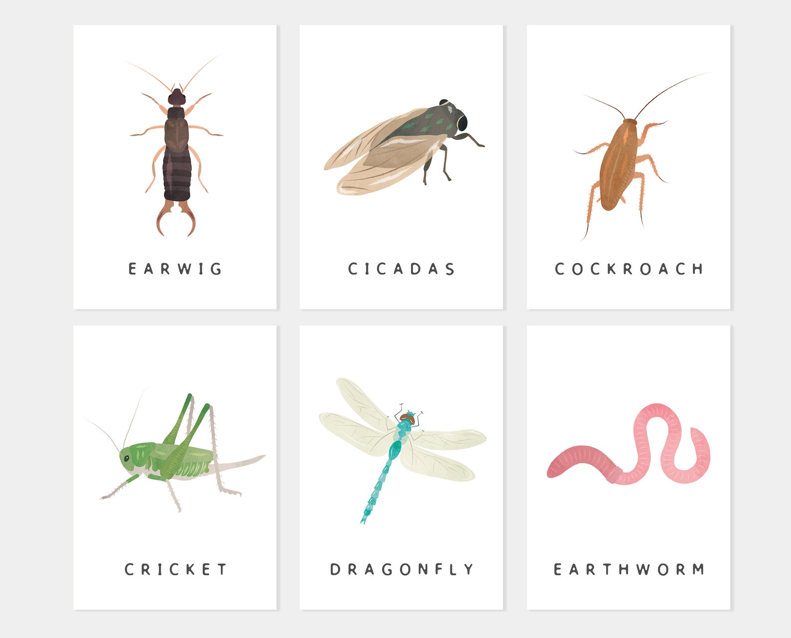 30 Insects Flash Cards, Montessori Flash Cards, Pre-school Cards ...