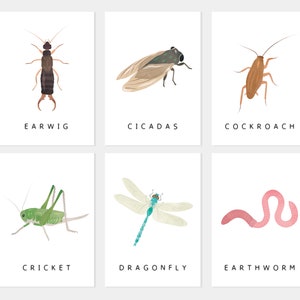 30 Insects Flash Cards, Montessori Flash Cards, Pre-school Cards ...