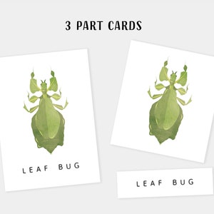 30 Insects Flash Cards, Montessori Flash Cards, Pre-school Cards ...