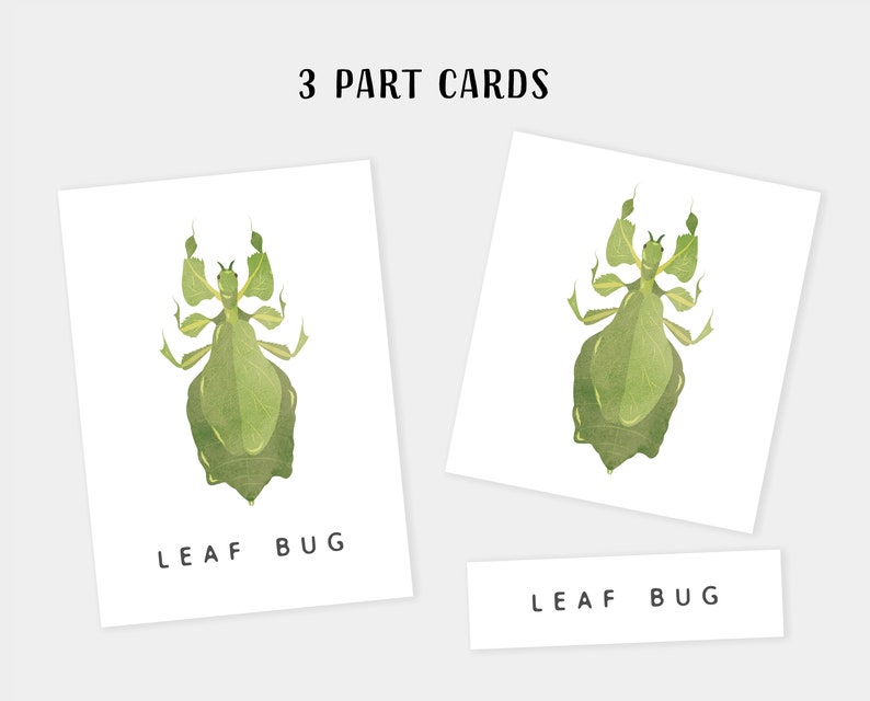 30 Insects Flash Cards Montessori Flash Cards Pre-school - Etsy