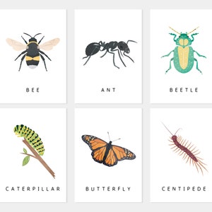 30 Insects Flash Cards, Montessori Flash Cards, Pre-school Cards ...