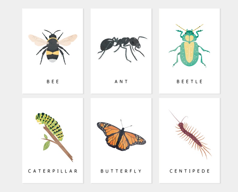 30 Insects Flash Cards Montessori Flash Cards Pre-school - Etsy