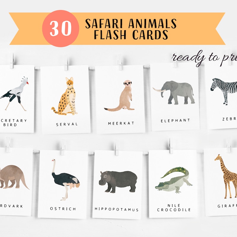 Rainbow Safari Classroom - Etsy UK