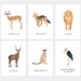 30 cartes Flash Safari Animals, matériel Montessori, cartes éducatives ...