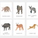 30 cartes Flash Safari Animals, matériel Montessori, cartes éducatives ...