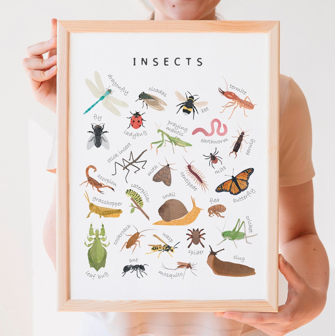 Educational Bugs Poster, Insects Poster, Nature Classroom Decor ...