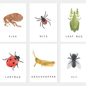 30 Insects Flash Cards, Montessori Flash Cards, Pre-school Cards ...