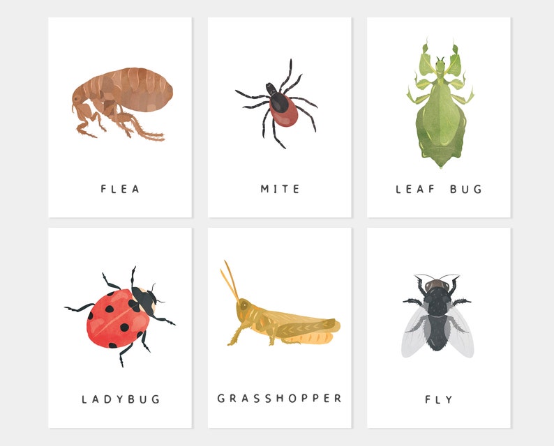 30 Insects Flash Cards Montessori Flash Cards Pre-school - Etsy