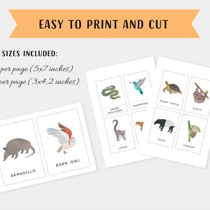 30 Rainforest Animals Flash Cards, Jungle Animals Flash Cards ...