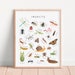 4 Educational Animal Posters, Insects Poster, Farm Animals, Safari ...