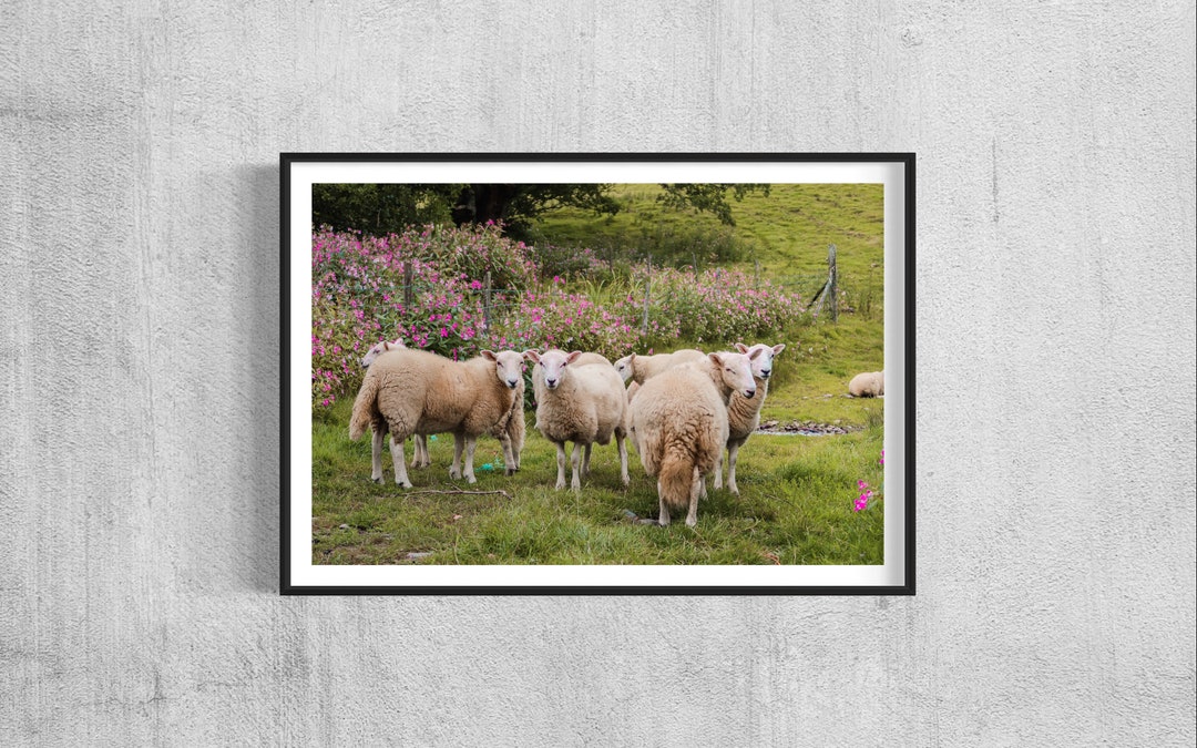 Wales - Sheep Farm - Snowdonia National Park - Animals - UK - Europe ...