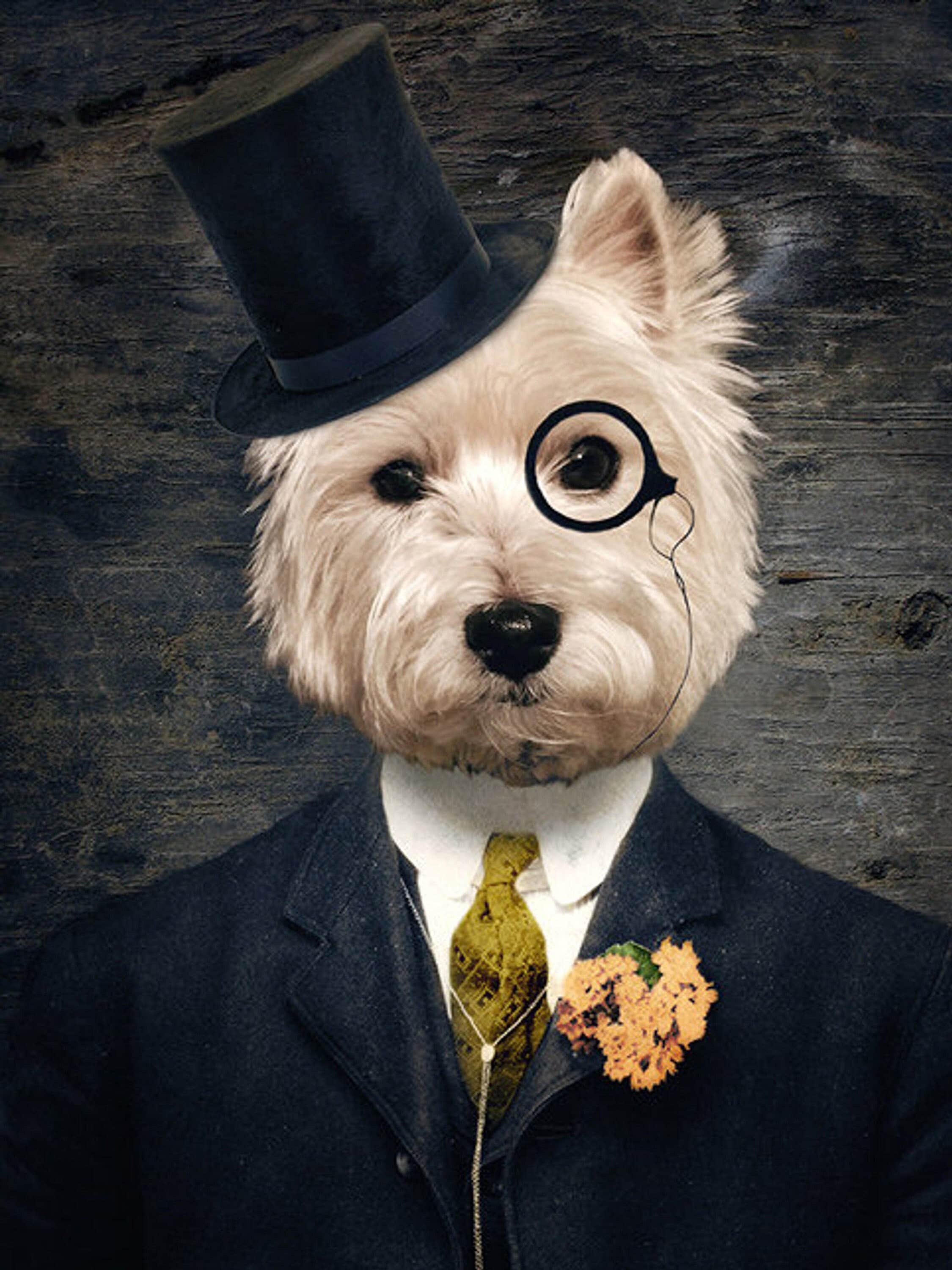 Monocle Dog
