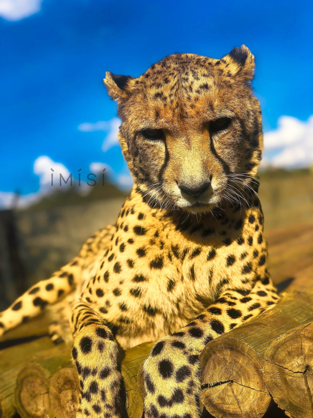 Majestic Photograph of a Cheetah – Nature Photography, Digital Wall Art ...