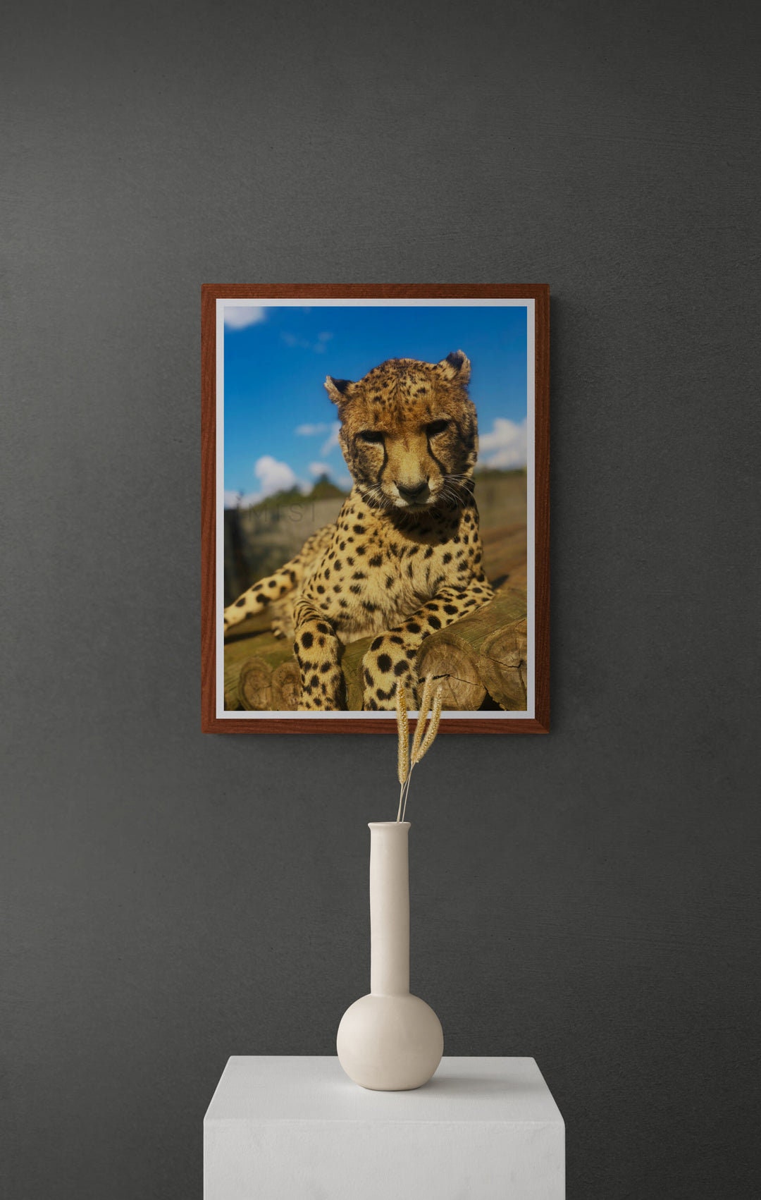 Majestic Photograph of a Cheetah – Nature Photography, Digital Wall Art ...