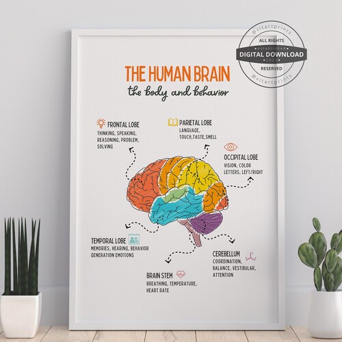 The Human Brain Poster Brain Anatomy & Psychology Mental - Etsy