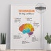 The Human Brain Poster | Brain Anatomy, Psychology, Therapy Office ...