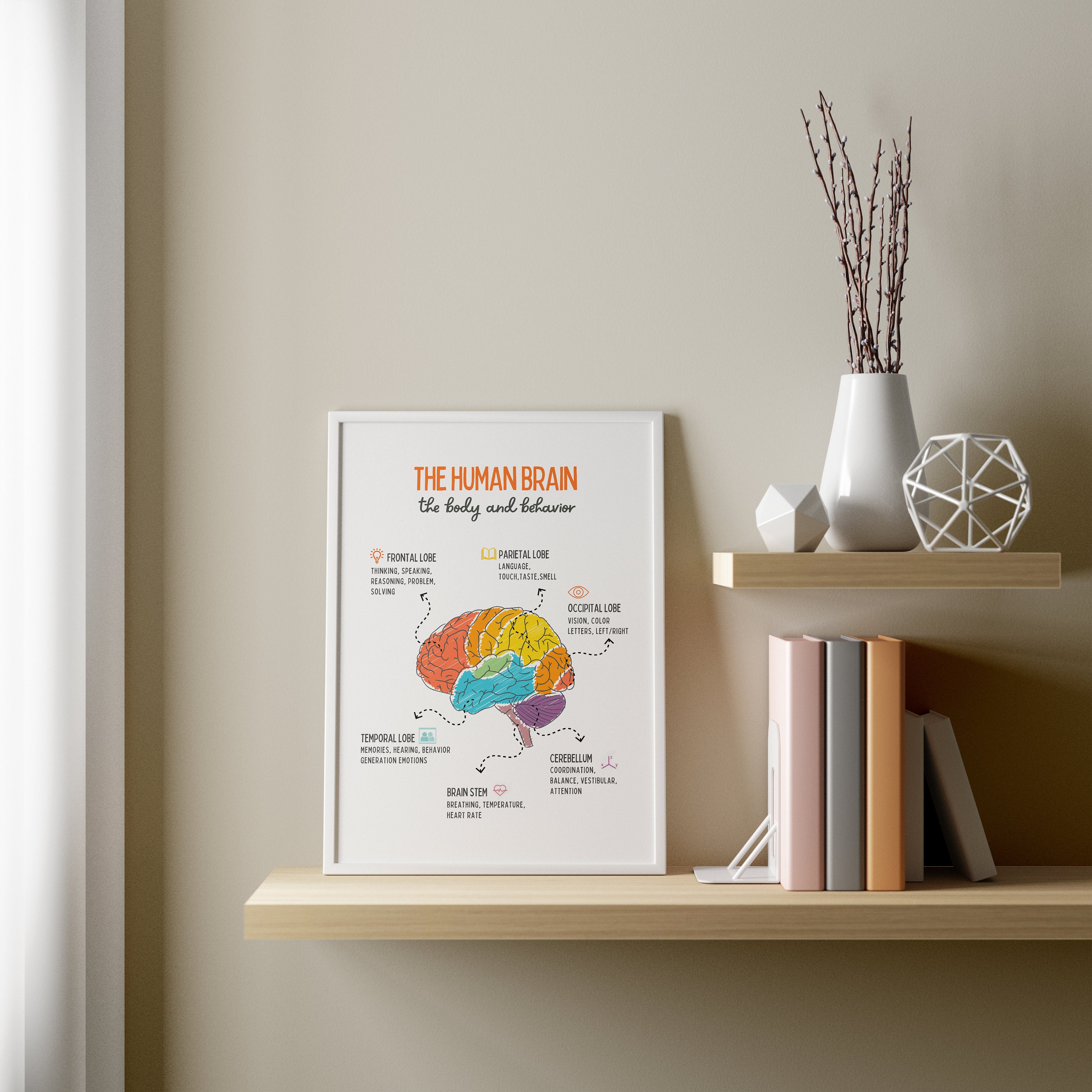 The Human Brain Poster Brain Anatomy Psychology Therapy - Etsy