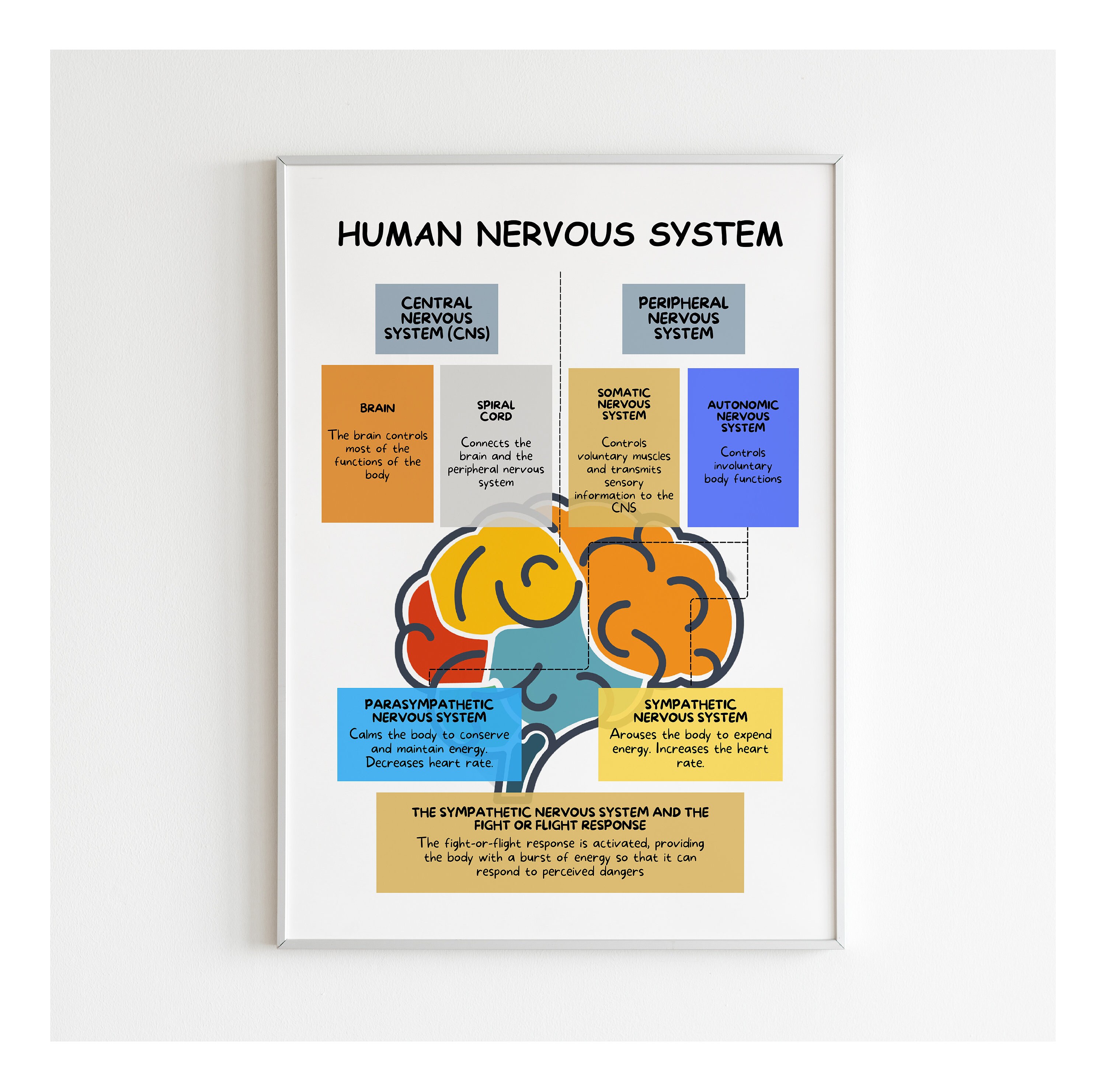 The Human Nervous System Human Brain Anatomy, Brain Function, Therapy ...