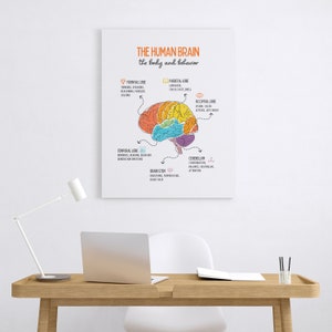 The Human Brain Poster | Brain Anatomy, Psychology, Therapy Office ...