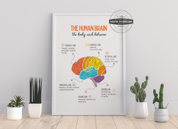 The Human Brain Poster Brain Anatomy Psychology Therapy - Etsy