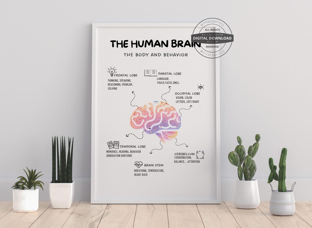 The Human Brain Poster | Brain Anatomy, Psychology, Therapy Office ...