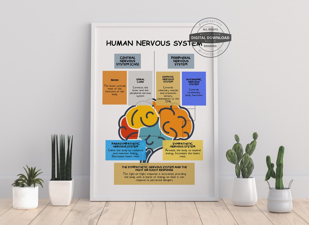 The Human Nervous System Human Brain Anatomy, Brain Function, Therapy ...
